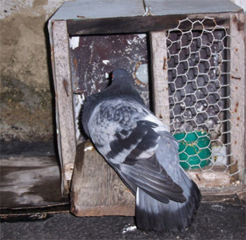 Cuba’s Pigeon Breeders - Havana Times