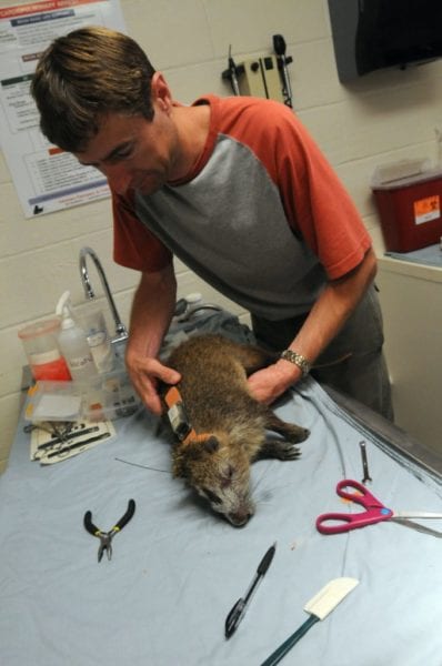 US Studies Invasion of Banana Rats at its Guantanamo, Cuba Base ...