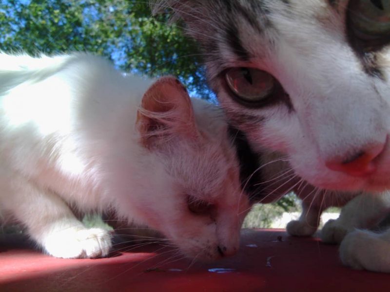 Cats in Venezuela - Photo of the Day - Havana Times