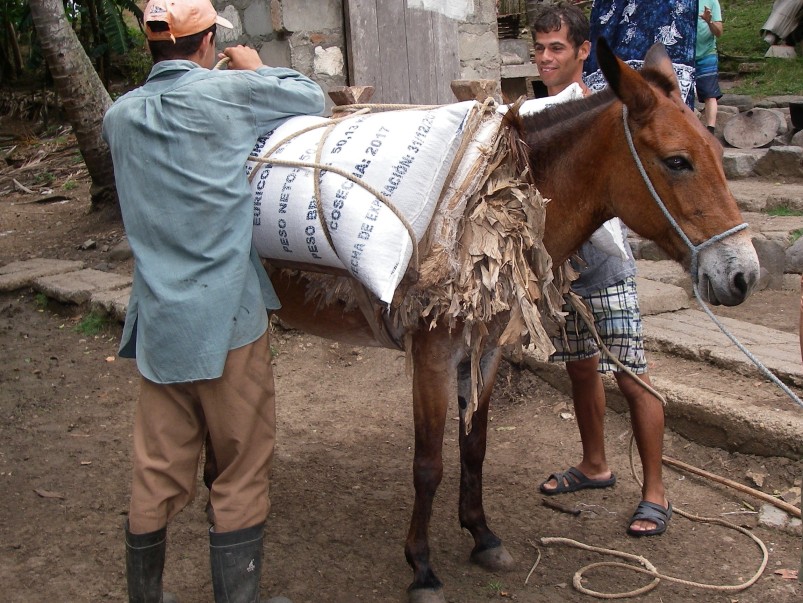 Coffee Mule in Granma, Cuba - Photo of the Day - Havana Times