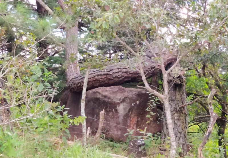 A Fighting Tree - Photo of the Day - Havana Times