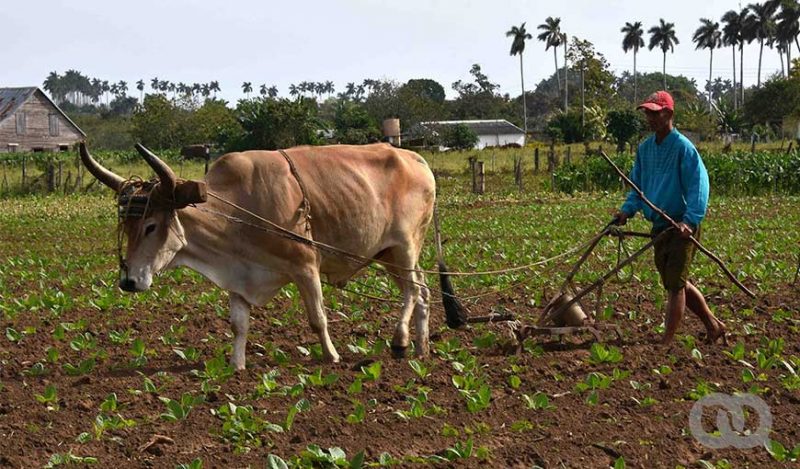 Cuban Agriculture: Planting More, Havesting Less - Havana Times