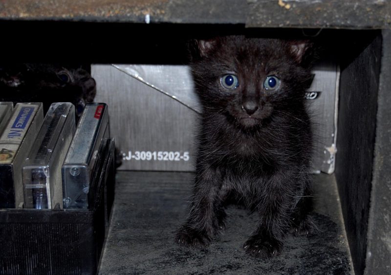 My Black Cat, Venezuela - Photo of the Day - Havana Times