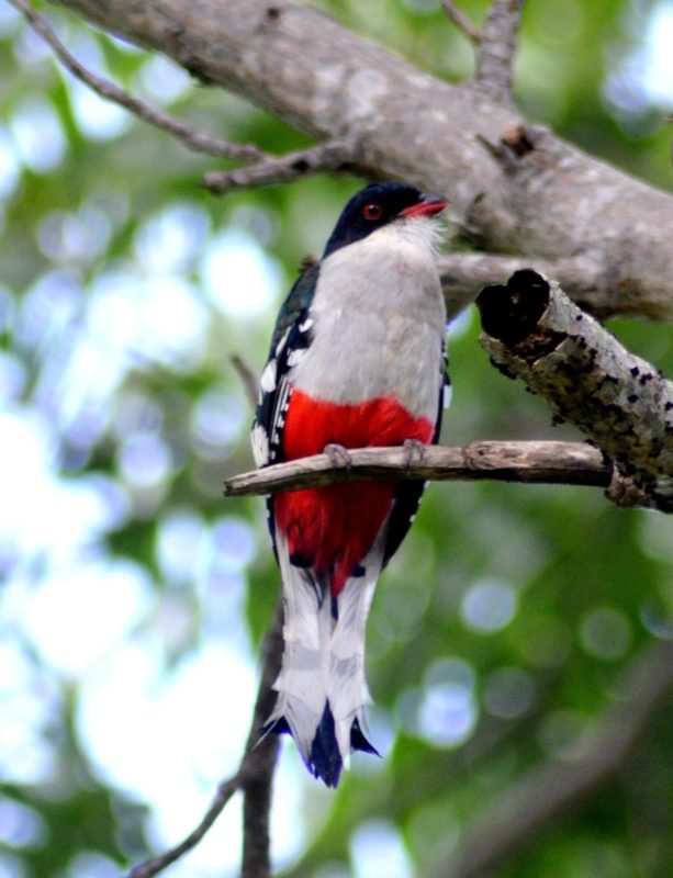 Tocororo in the Escambray, Cuba - Photo of the Day - Havana Times