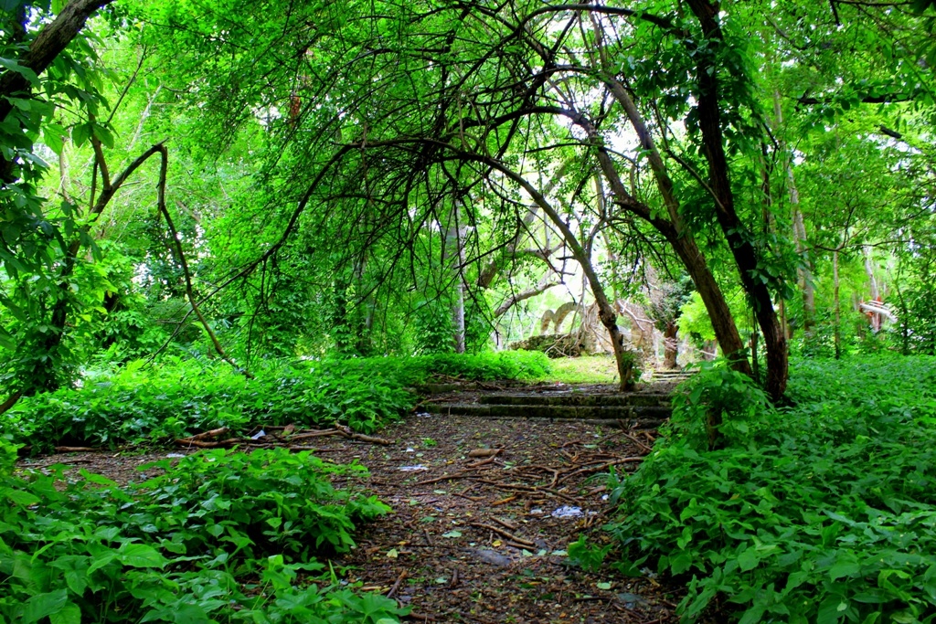 The Havana Forest (photo feature) - Havana Times