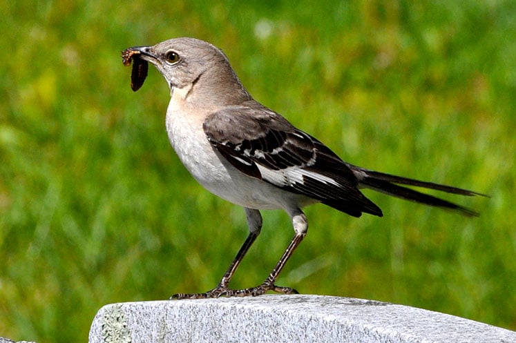 The Northern Mockingbird - Havana Times