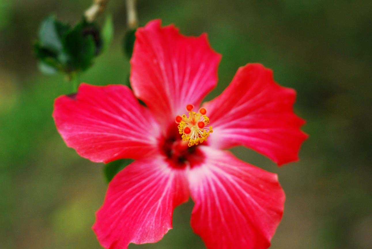 Hibiscus Flower, Venezuela - Photo of the Day - Havana Times