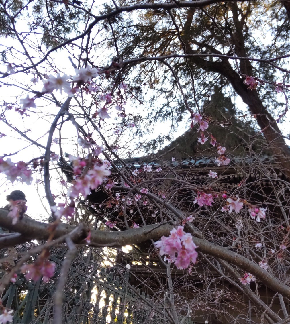 Spring in Tokyo, Japan - Photo of the Day - Havana Times
