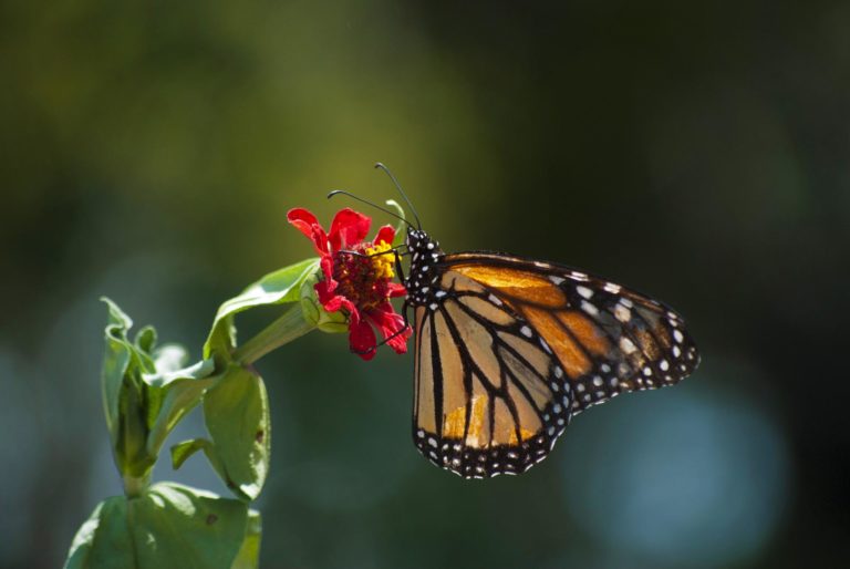Butterfly, Lara, Venezuela - Photo of the Day - Havana Times