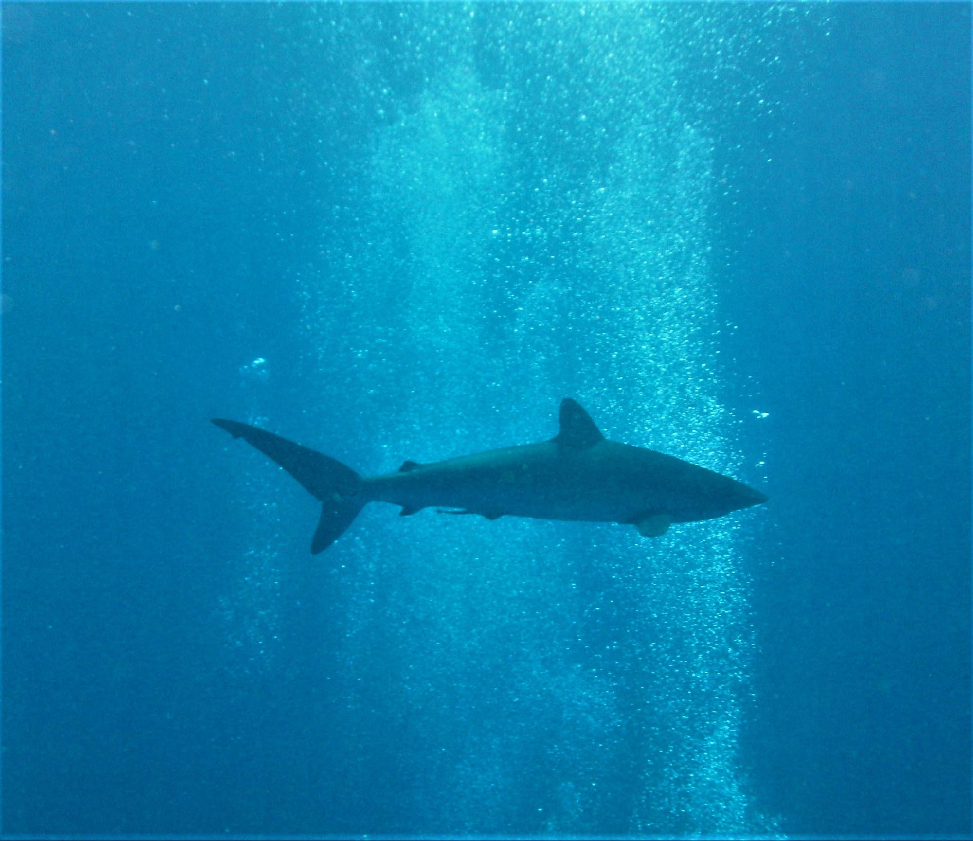 Caribbean Reef Shark, Cuba - Photo of the Day - Havana Times