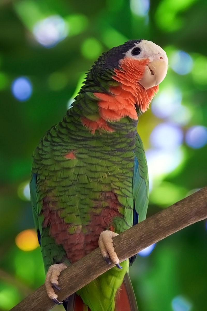 Chatterbox, Havana, Cuba - Photo of the Day - Havana Times