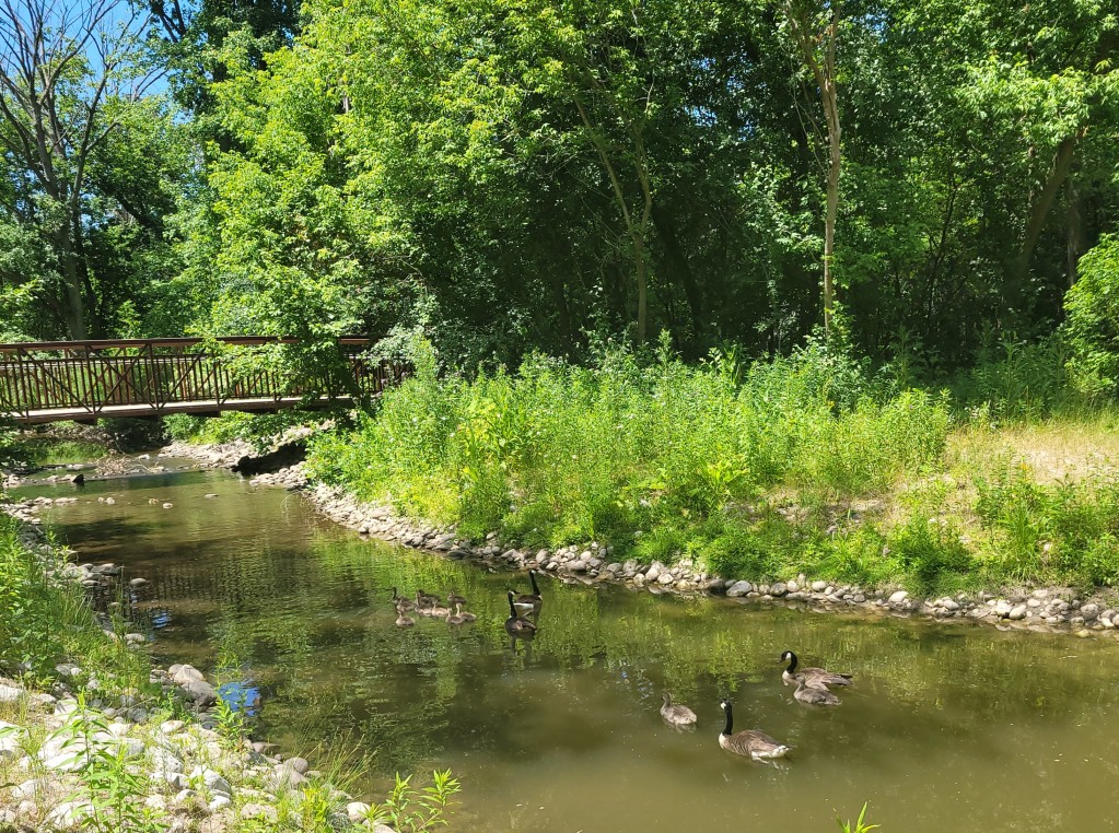 Geese in Waterloo Park, Ontario, Canada - Photo of the Day - Havana Times