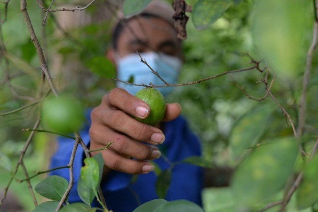 A Successful Lime Plantation in Nicaragua’s Drylands - Havana Times
