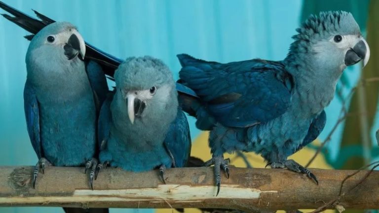 Blue Macaws Saved from Extinction after inspiring the Movie Rio ...