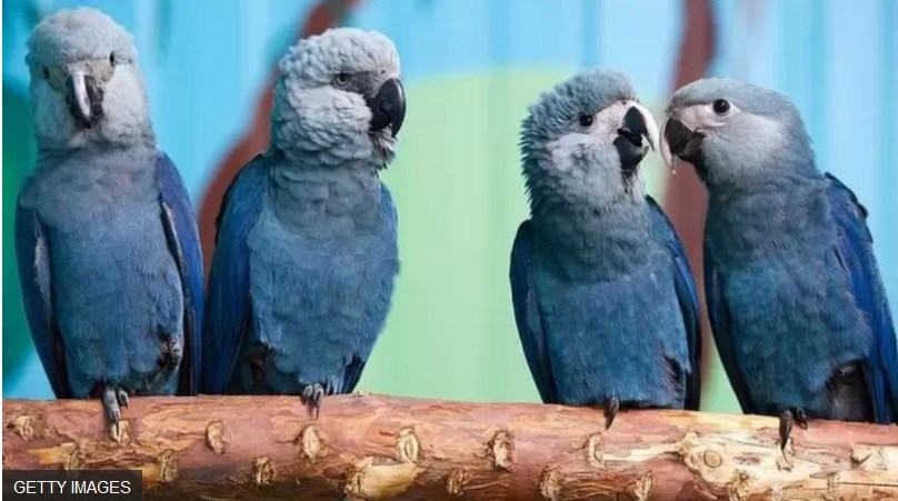 Blue Macaws Saved from Extinction after inspiring the Movie Rio ...