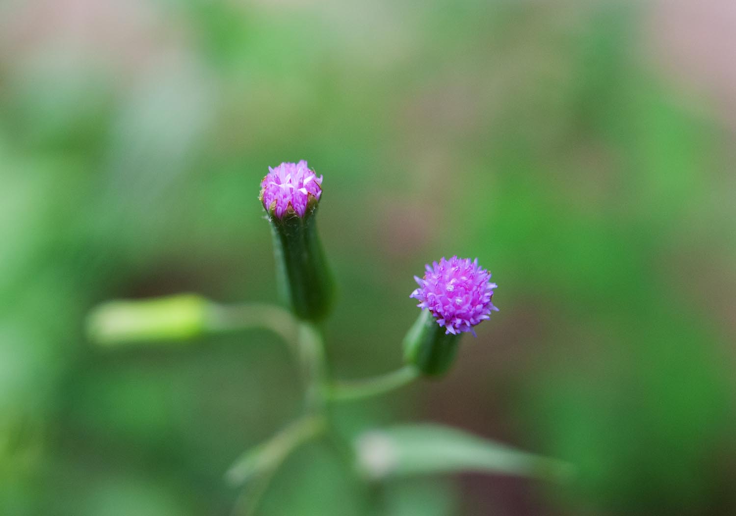 Little Flowers, Falcon, Venezuela - Photo of the Day - Havana Times
