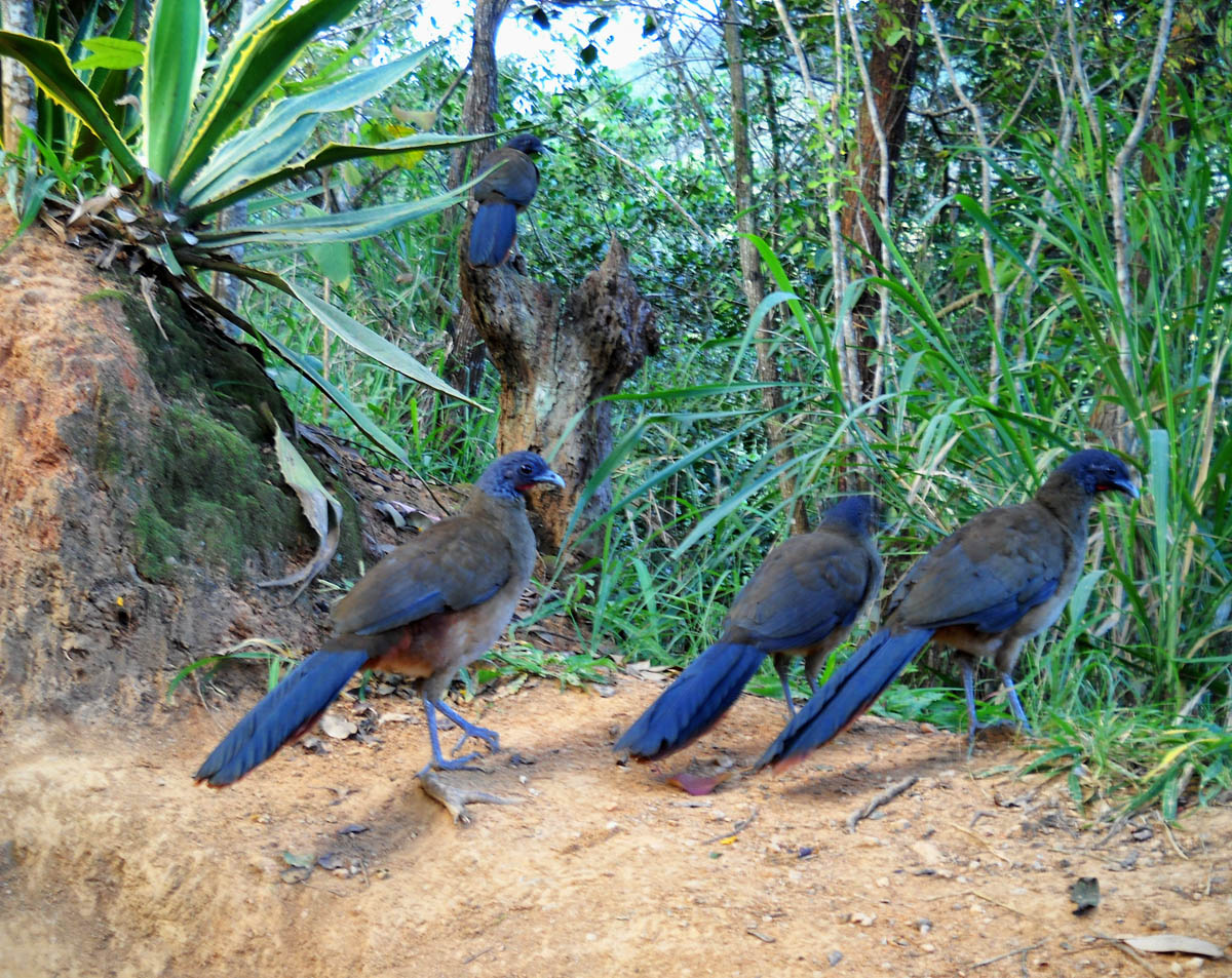 Guacharacas, Miranda, Venezuela - Photo of the Day - Havana Times