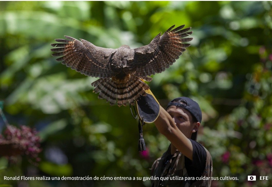 Young Farmer Becomes Nicaragua's Best-Known Falconer - Havana Times