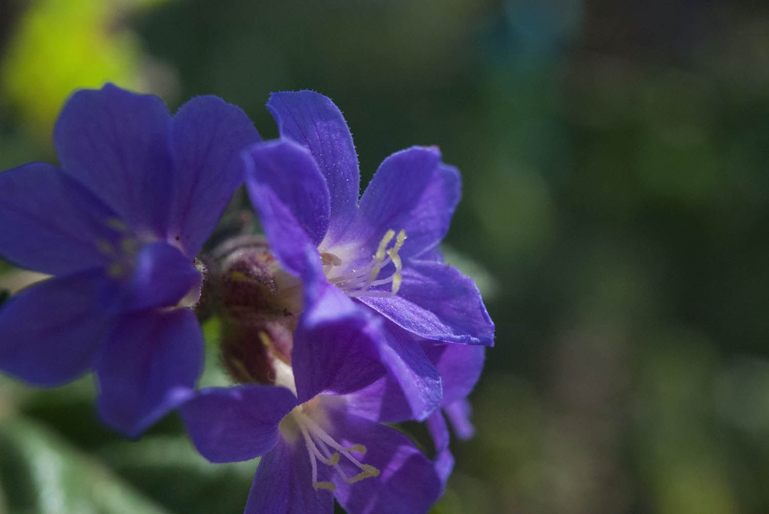 Wildflowers, Lara, Venezuela - Photo of the Day - Havana Times