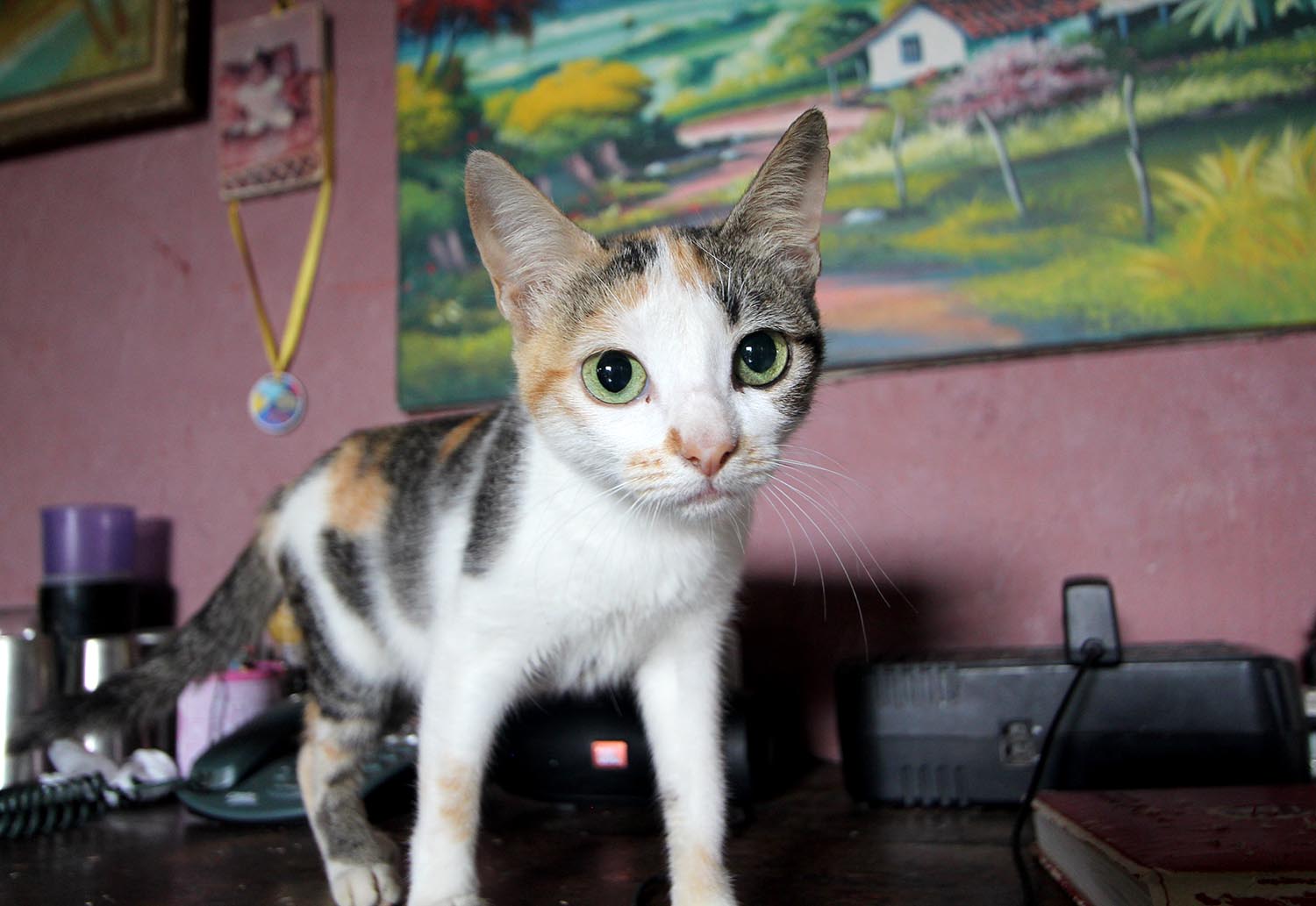 My Cat, Lara, Venezuela - Photo of the Day - Havana Times