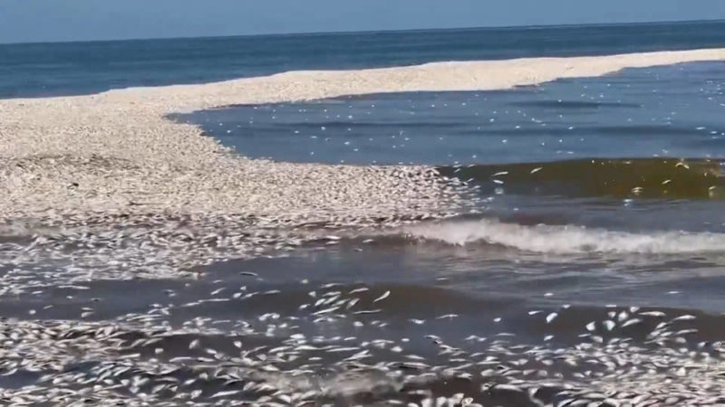 Warm Ocean Waters Leave Thousands of Fish Dead on Texas Beaches ...