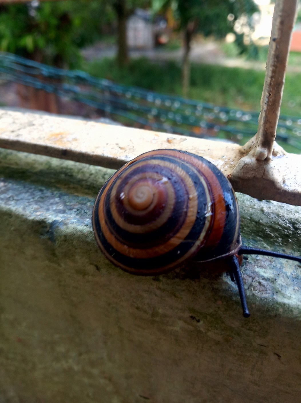 Polymita (Cuban Painted Snail), Villa Clara, Cuba - Photo of the Day ...