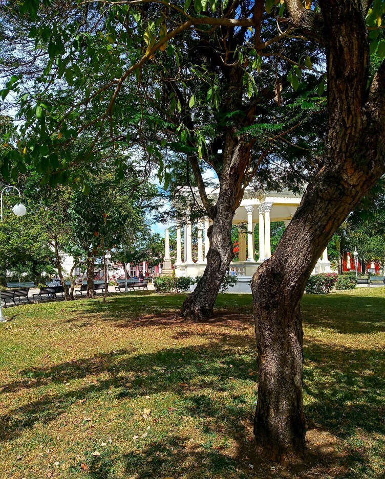 Trees in Vidal Park, Santa Clara, Cuba - Photo of the Day - Havana Times
