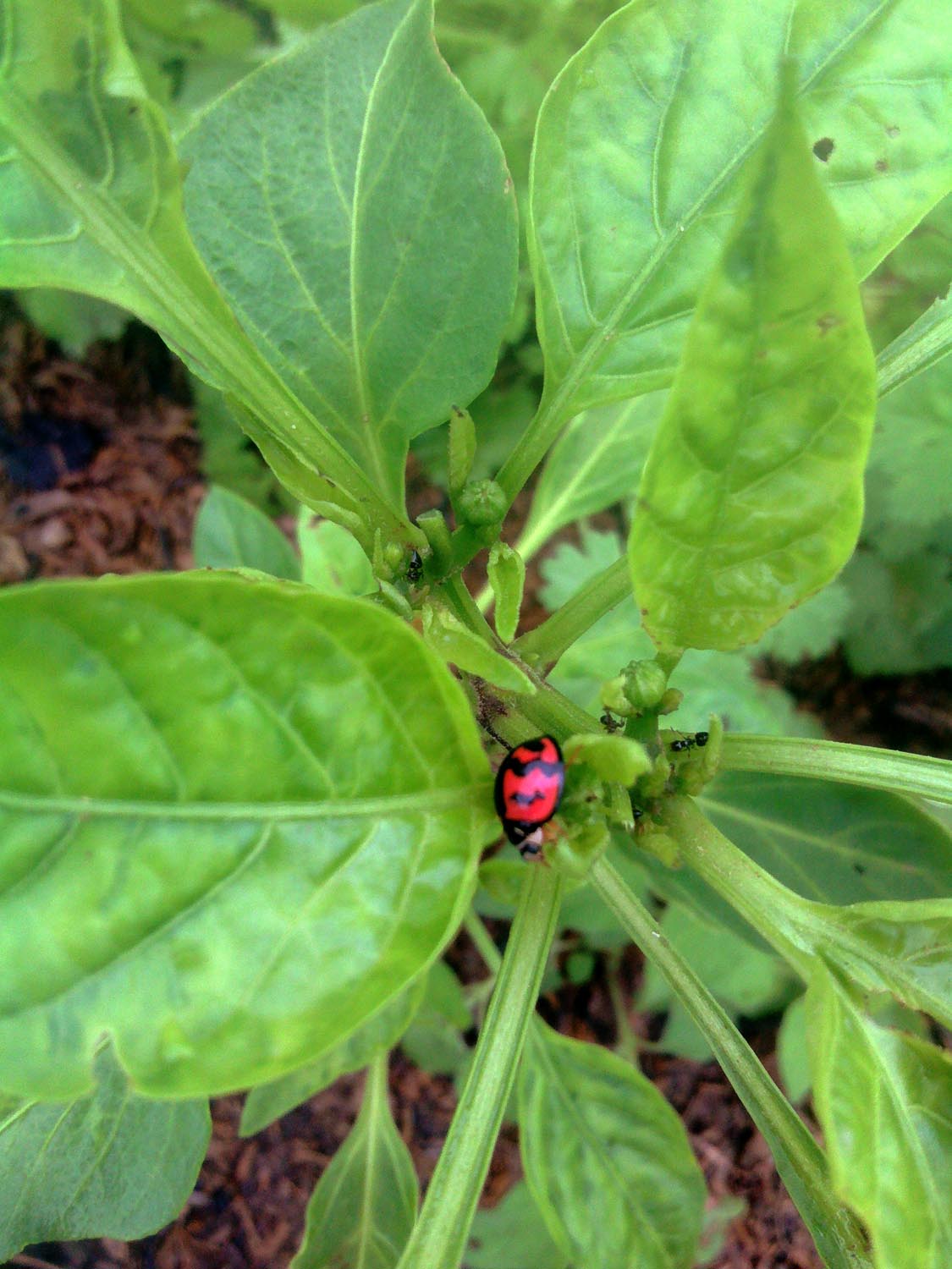 Ladybug on Chard, Lara, Venezuela - Photo of the Day - Havana Times