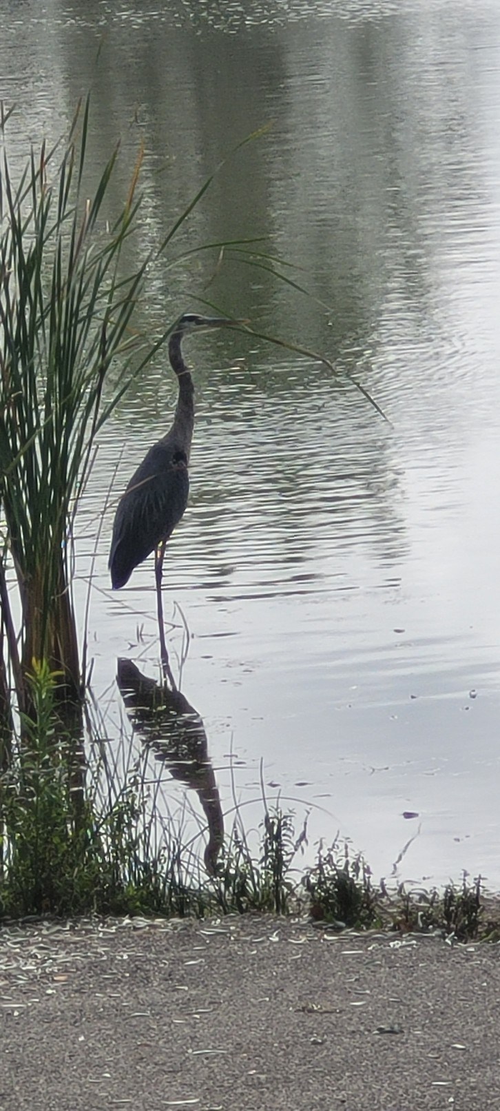 Wading Bird Fishing in Waterloo Park, Canada - Photo of the Day ...