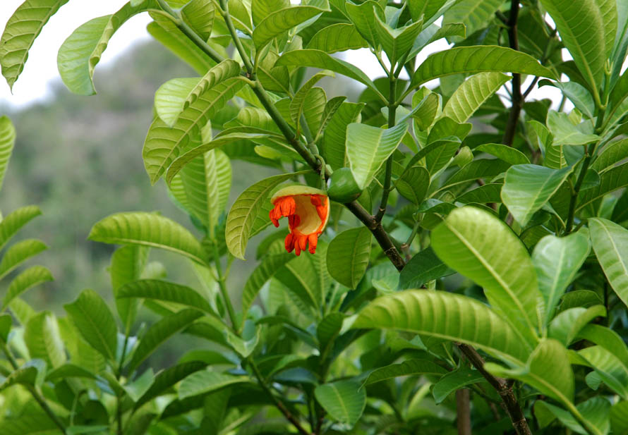 A Strange Fruit, Pinar del Rio, Cuba - Photo of the Day - Havana Times