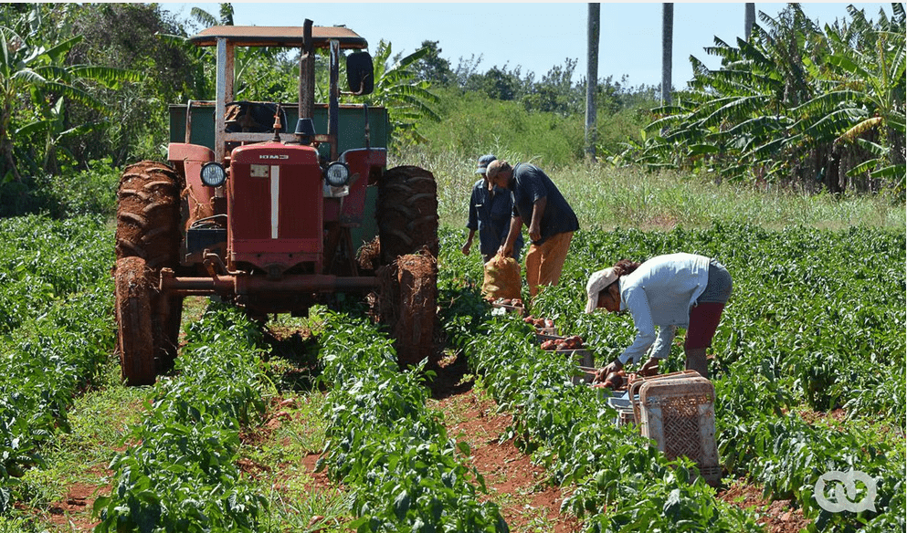 The Bad News (We Know) about Agriculture in Cuba - Havana Times