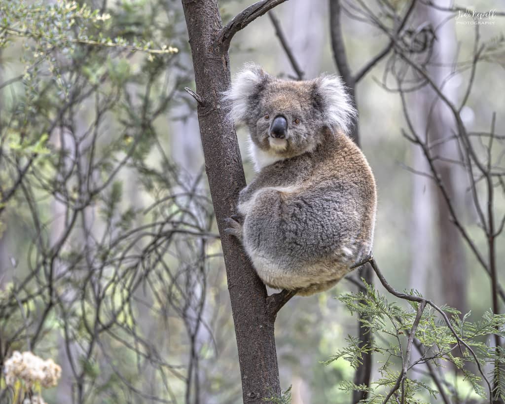 Koala in Tidbinbilla Nature Reserve, Camberra, Australia - Photo of the ...