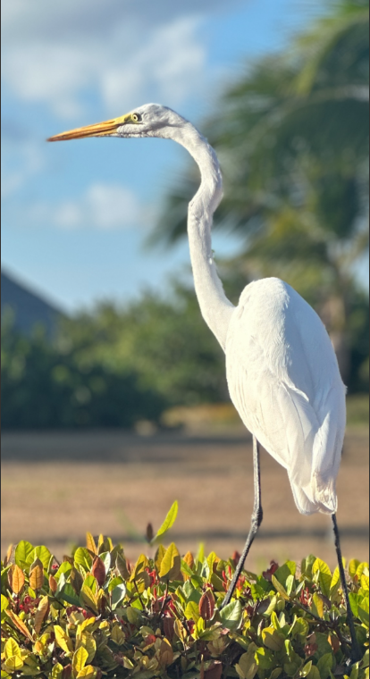 Curious Friend, Cayo Coco, Cuba - Photo of the Day - Havana Times